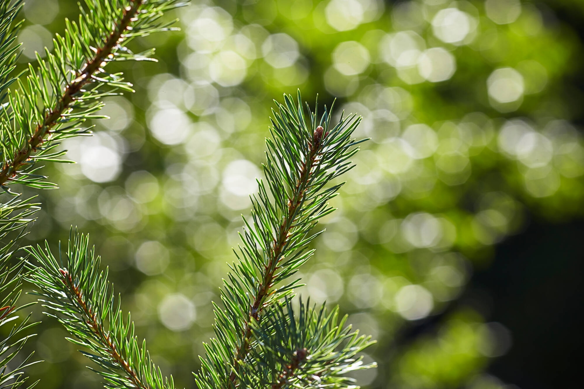 Medical paper for sterile and flexible medical packaging - Billerud