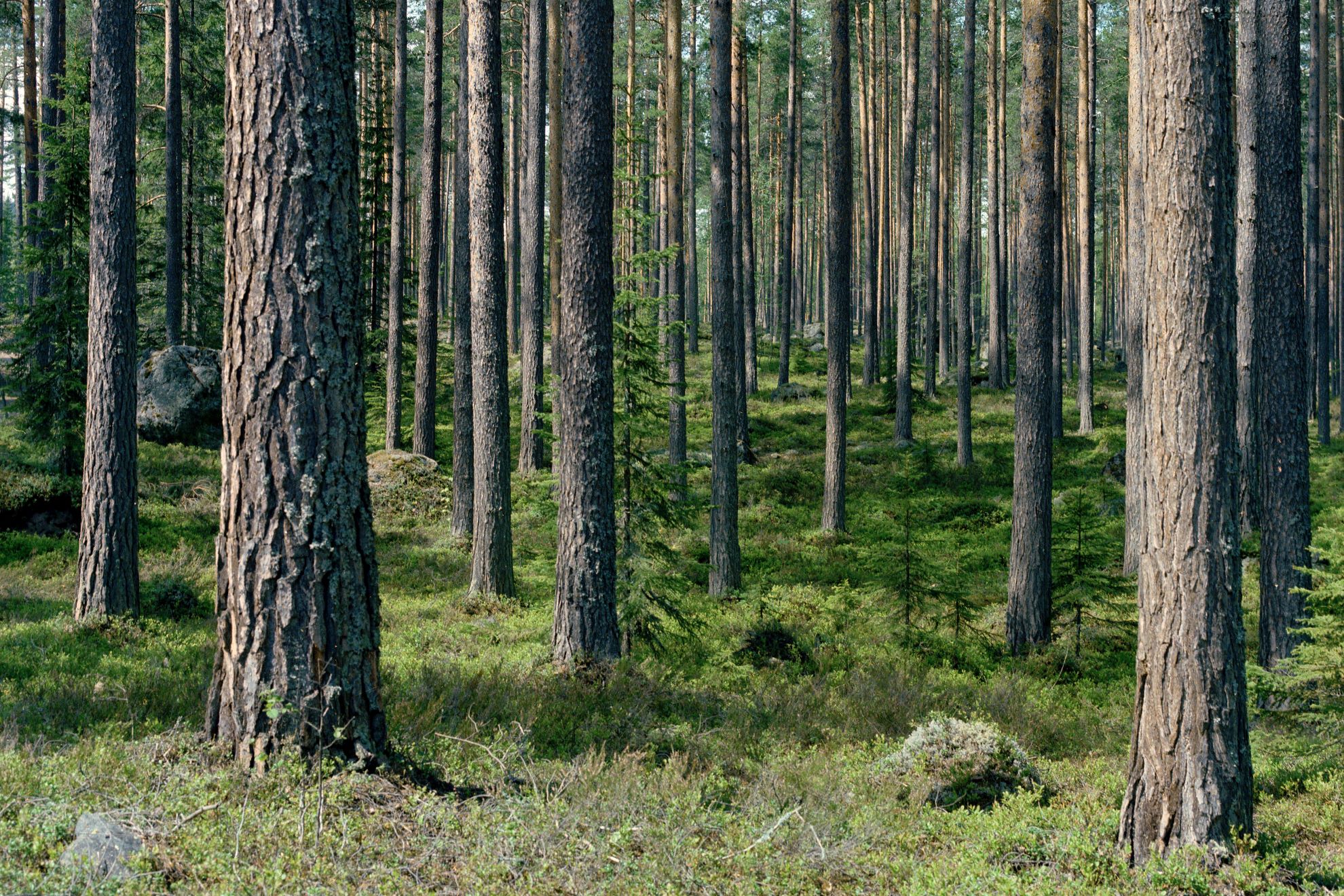 Pulp production from the strongest fibres – Billerud