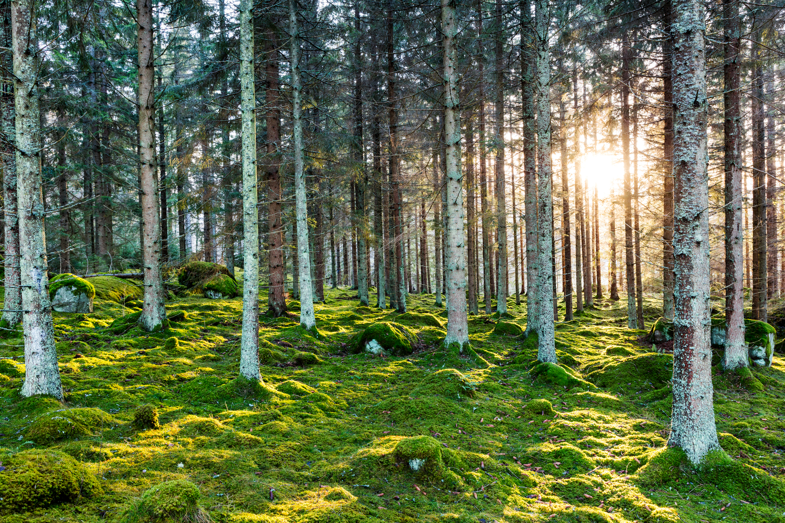 Så planterar du skog