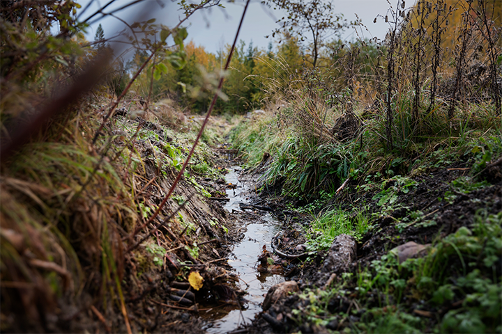 Ta hand om dina diken